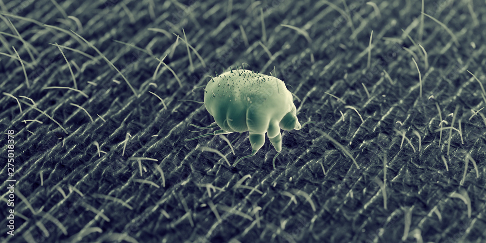 3d rendered illustration of a scabies mite on human skin, sem style ...