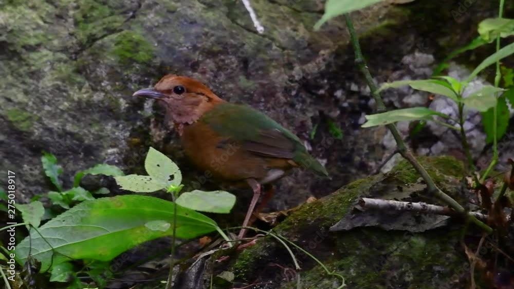 The Rusty-naped Pitta is a confiding bird found in high elevation ...