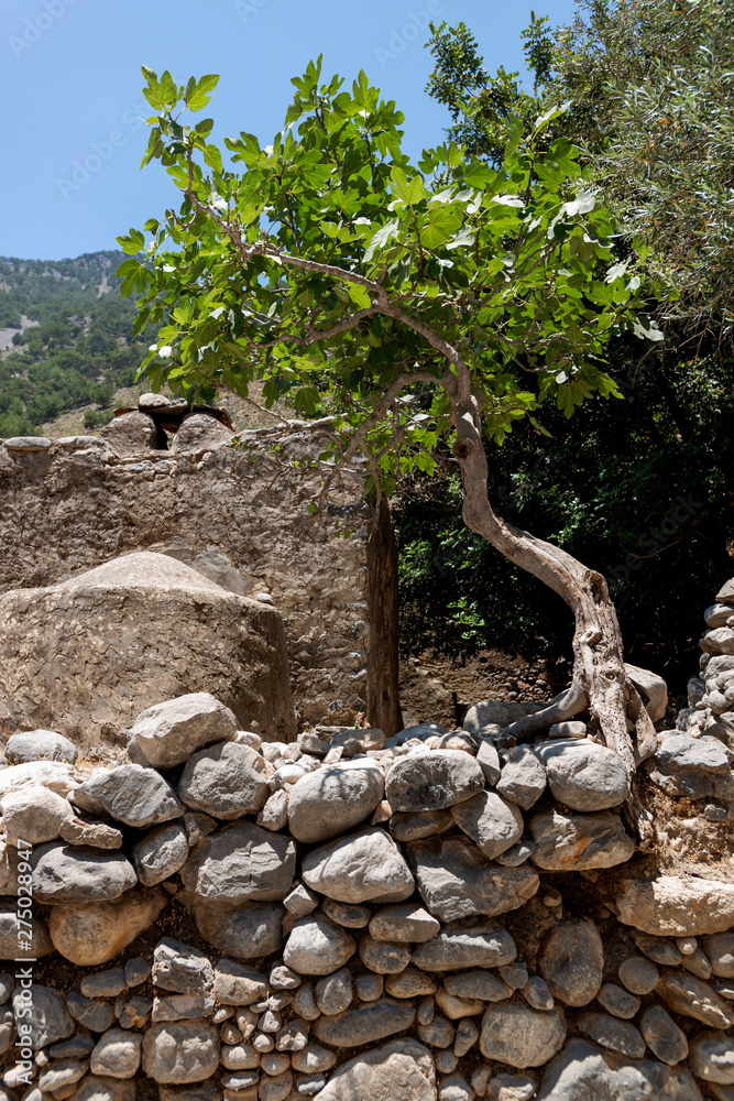 Foto De Baum Steht Auf Steinmauer Und Ist In Dieser Verwurzelt Do Stock Foto De Baum Steht Auf Steinmauer Und Ist In Dieser Verwurzelt Do Stock