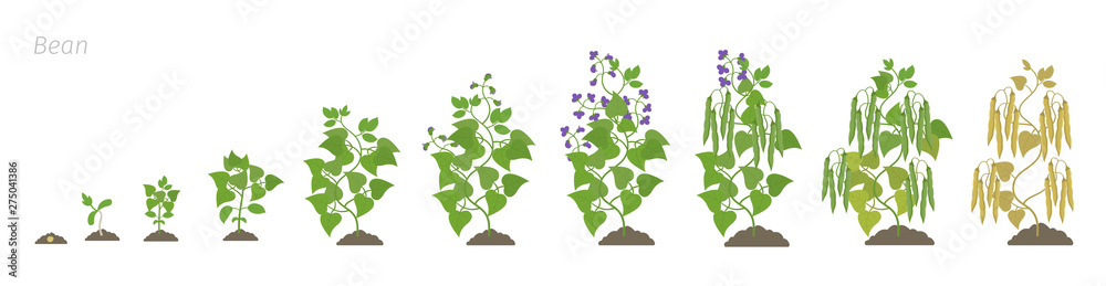 Growth stages of bean plant. Bean family Fabaceae phases set ripening ...