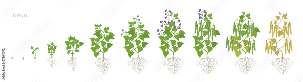 Poster Growth stages of bean plant with roots – Wall Art | UkPosters