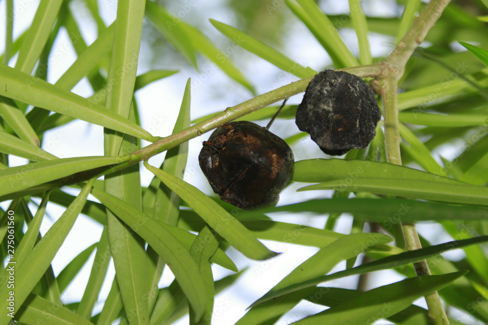 Foto de Close up ripe dry Cascabela thevetia fruit,Thevetia peruviana ...