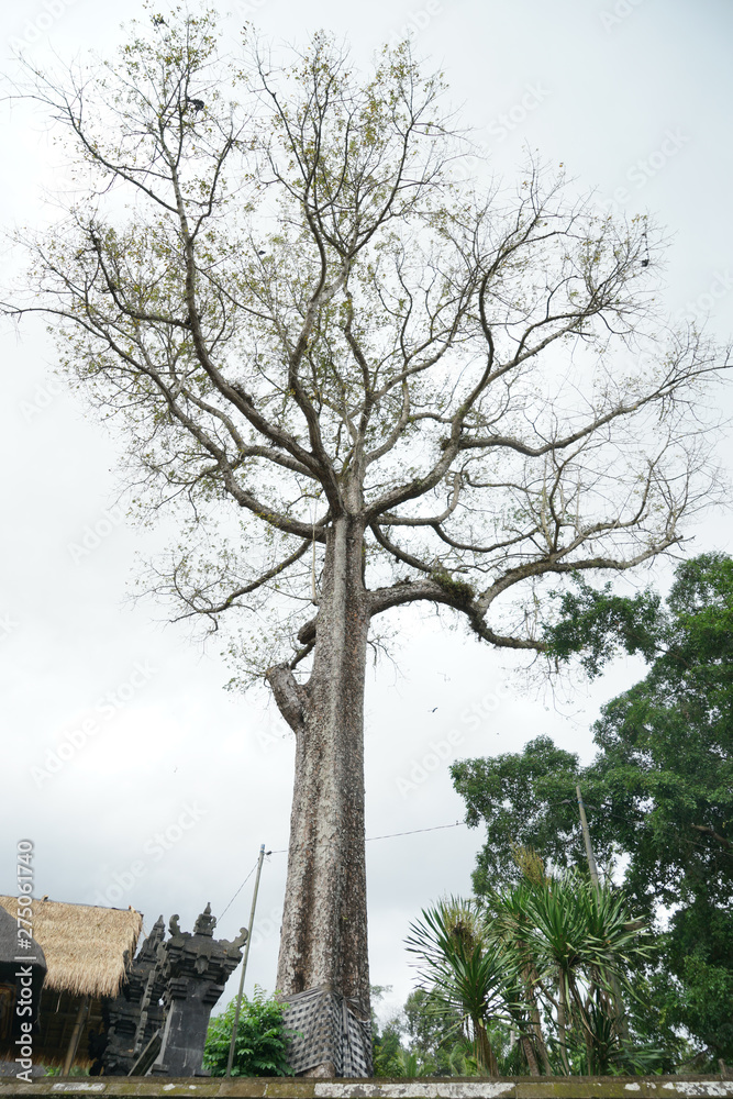 Indonesia Bali island Goa Gajah temple old tree Stock Photo | Adobe Stock