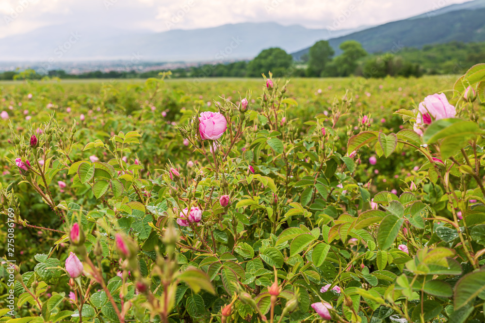 Bulgarian rose valley near Kazanlak. Rose Damascena fields for rose oil ...