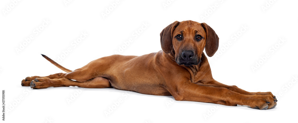 Cute weaten Rhodesian Ridgeback puppy laying down side ways. Looking to ...