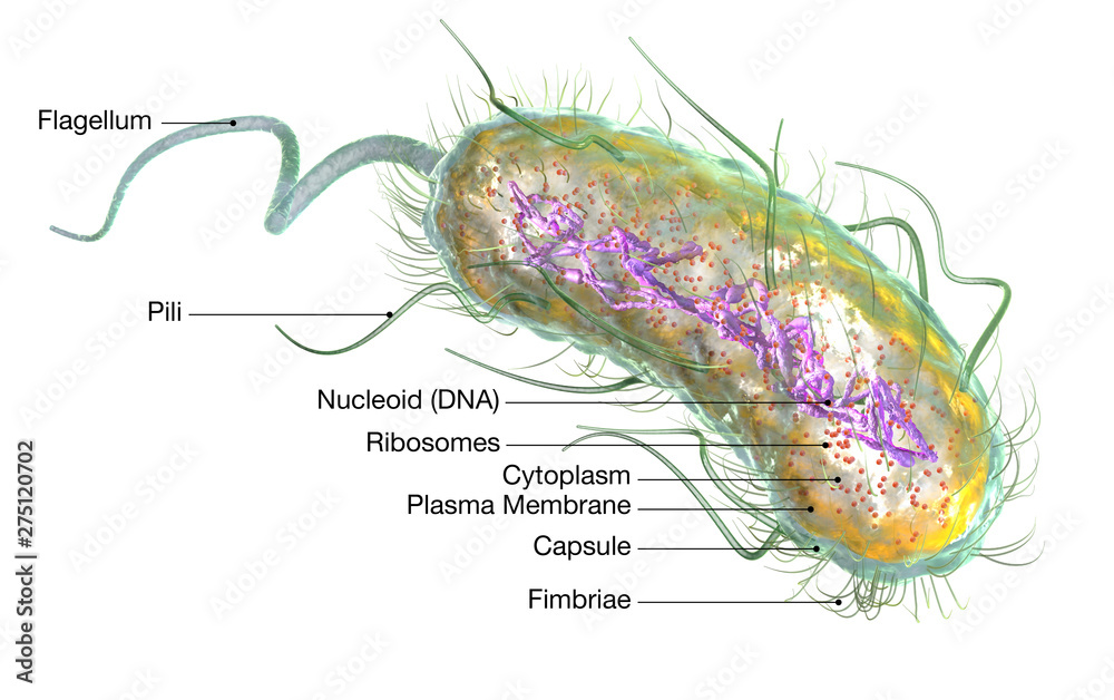 Escherichia Coli Bacteria E Coli Medically Accurate 3d Illustration Labeled Stock