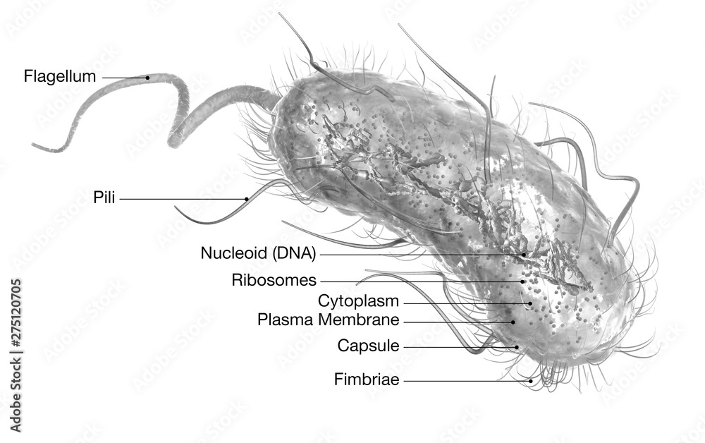 Escherichia coli bacteria (E. coli). Medically accurate 3D illustration ...