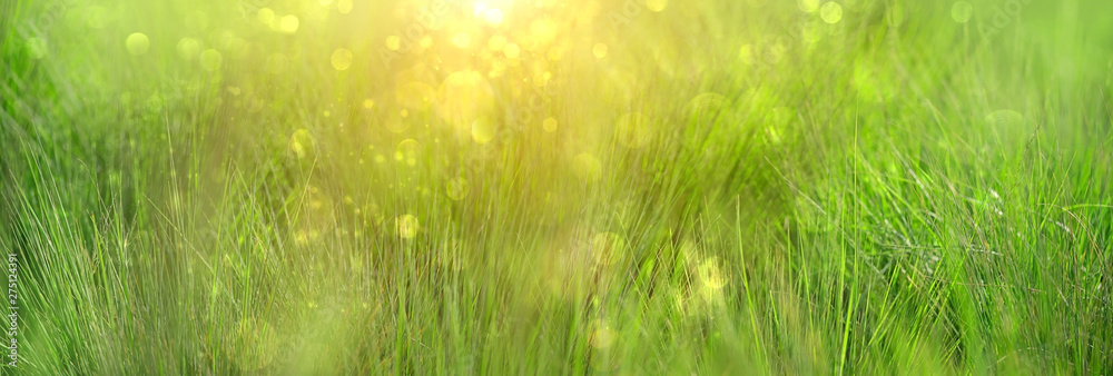Green grass abstract background. beautiful juicy young grass in ...