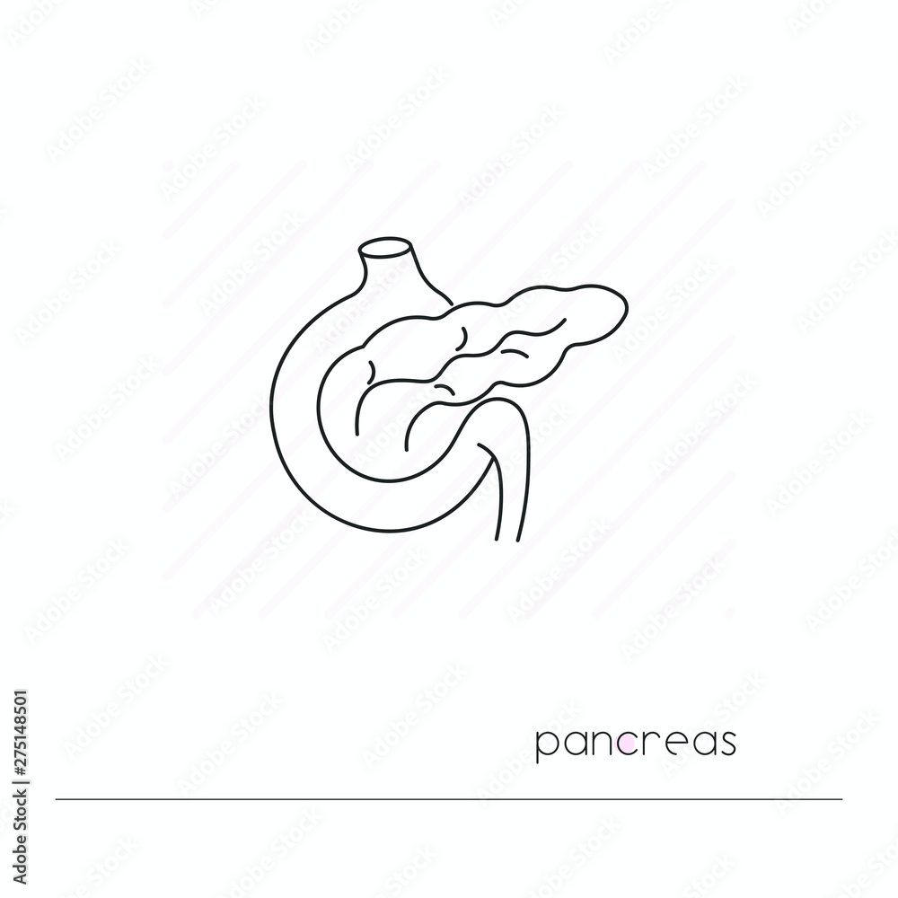Pancreas icon isolated. Single thin line symbol of pancreas. Human body ...
