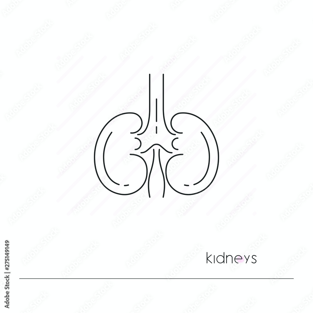 Kidneys icon isolated. Single thin line symbol of kidneys. Human body ...
