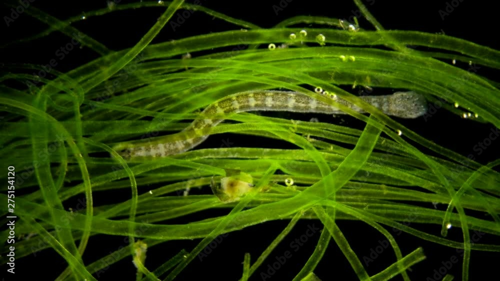 Leech. Fish leech Piscicola under the microscope. among the algae, A ...