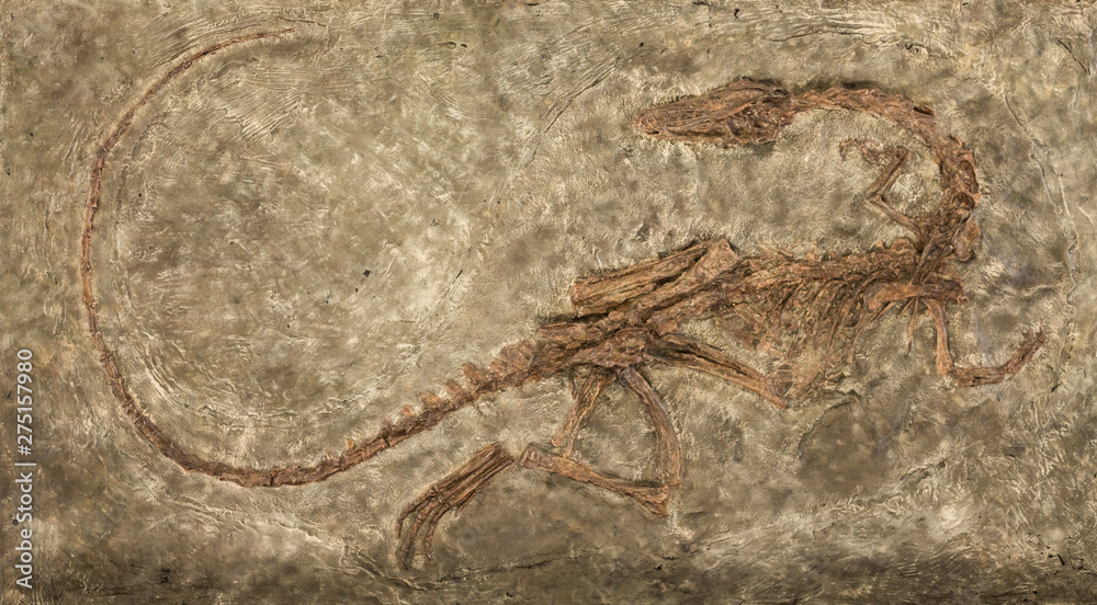 Carnivores dinosaur Zelovitis. Triassic period. USA, NEW Mexico Stock ...