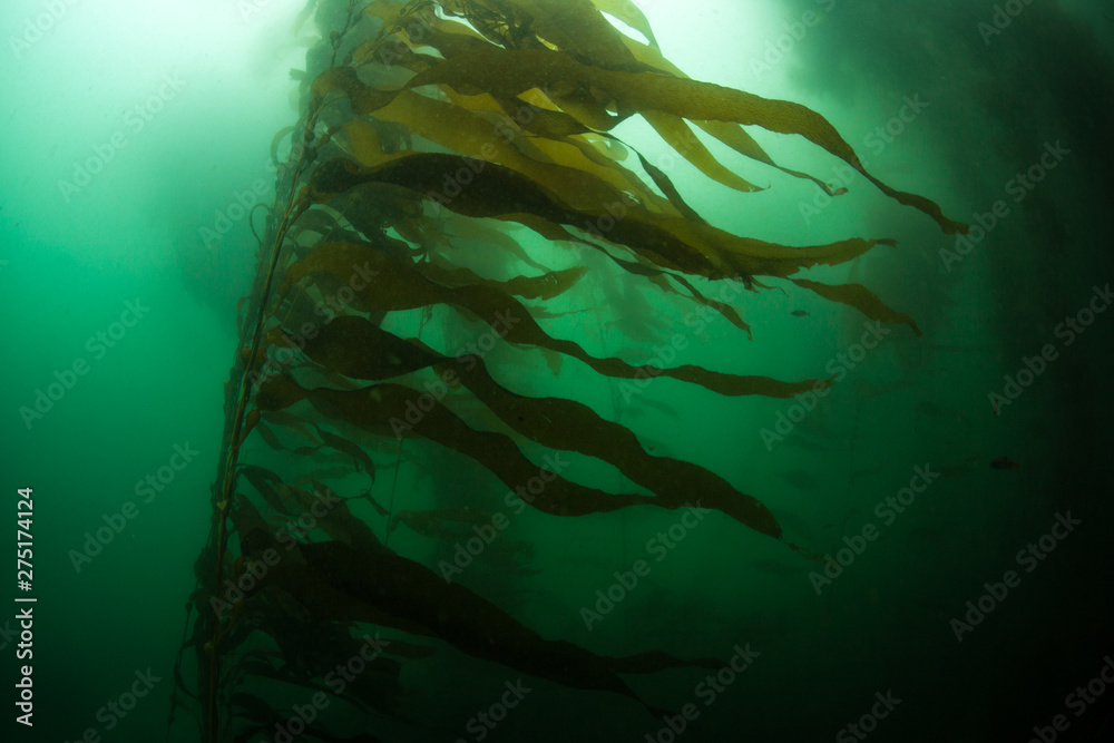A forest of giant kelp, Macrocystis pyrifera, grows along the coast of ...