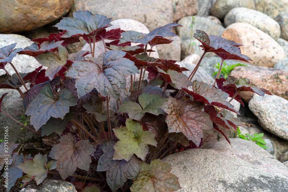 Perennial plant heuchera hybrid known as alum root in rockery in the ...
