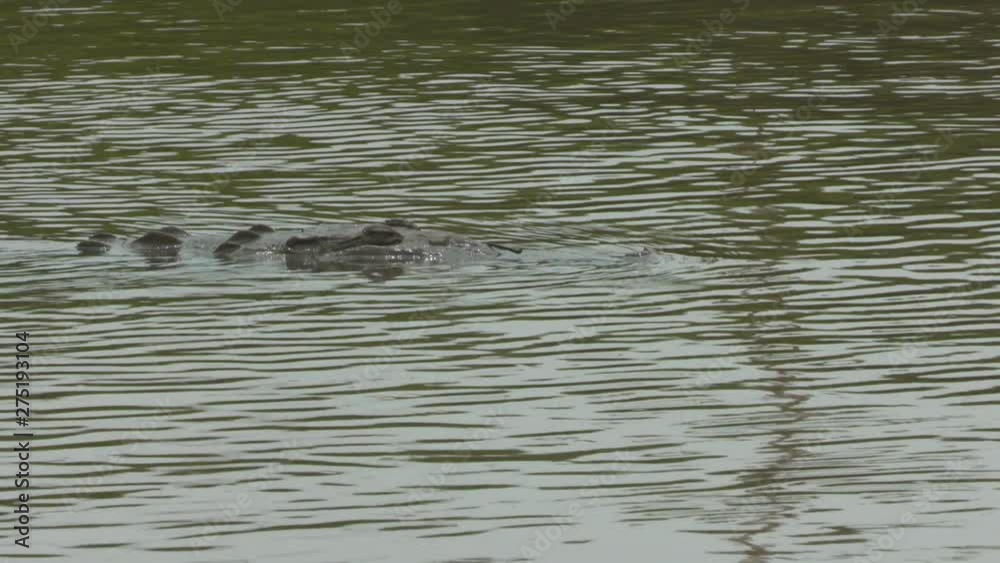 Medium low-angle still shot of a crocodile slowly swimming, stalking ...