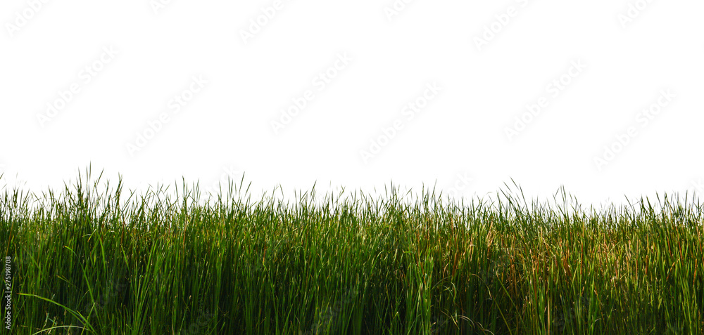 Large tall grass on a white background Stock Photo | Adobe Stock