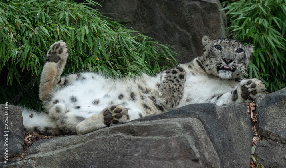 Iconic Spots on a Snow Leopard Laying on His Back Stock Photo | Adobe Stock