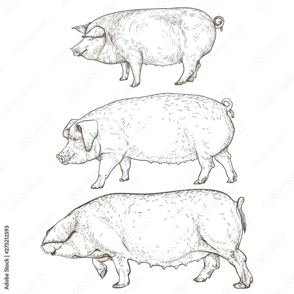 Vector illustration. Hand drawing on a graphic tablet. A set of pigs ...