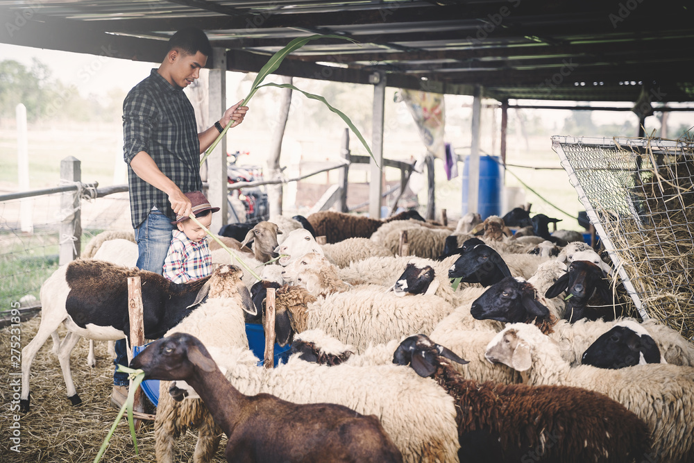 father and son in sheep farm; Farmers take care and feed the animals on ...