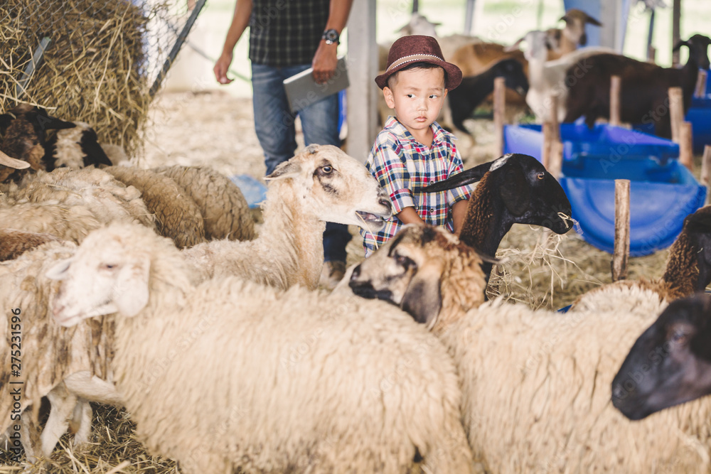 father and son in sheep farm; Farmers take care and feed the animals on ...