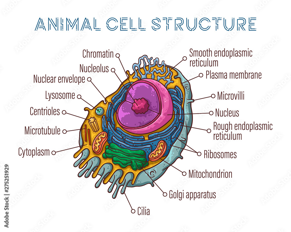 Vetor de Vector sketching illustrations. Schematic structure of animal ...