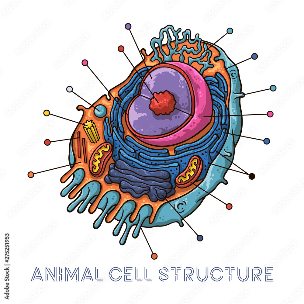 Vector sketching illustrations. Schematic structure of animal cell ...