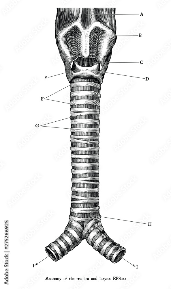 Antique engraving illustration of Human anatomy of the trachea and ...
