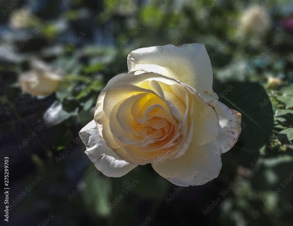 Macro photo nature white rose. Flowering rose in the summer garden ...