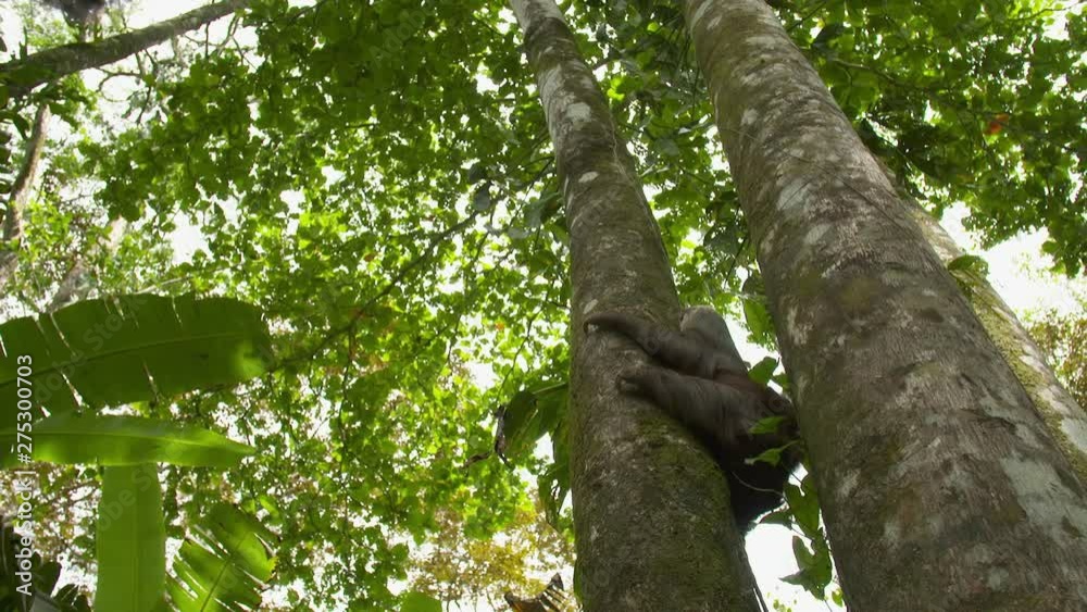 Medium low-angle still shot of two parallel tropical rainforest tree ...