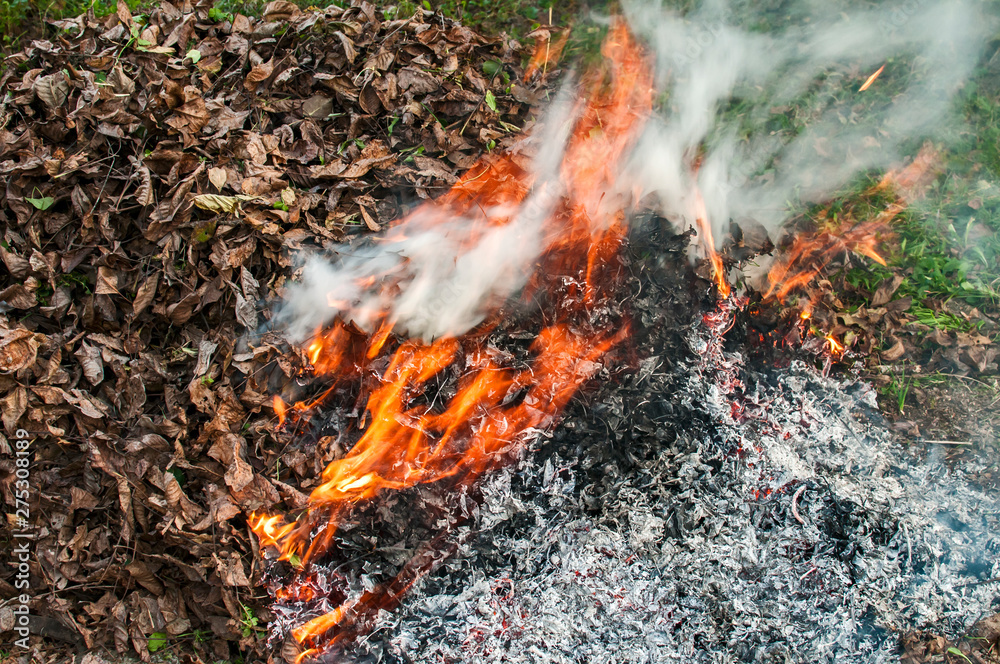 Flame-burning pile of dry autumn leaves and their ashes Stock Photo ...