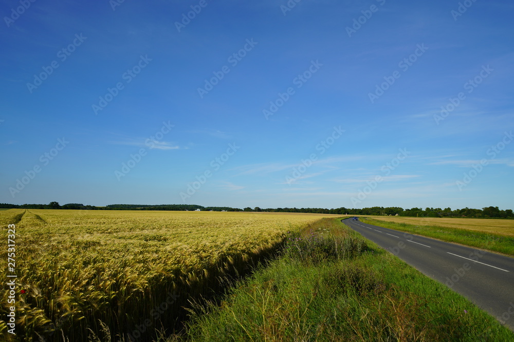 cross section of parallel road and border of the wheat field at ...