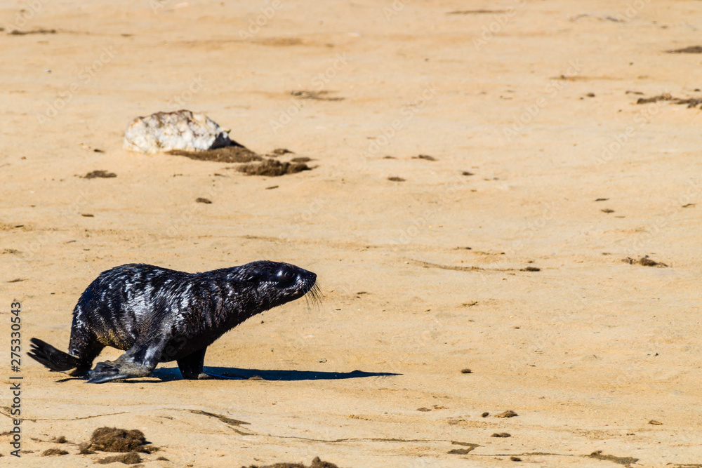 Young seal pups run down a sandy slope at one of the largest colonies ...