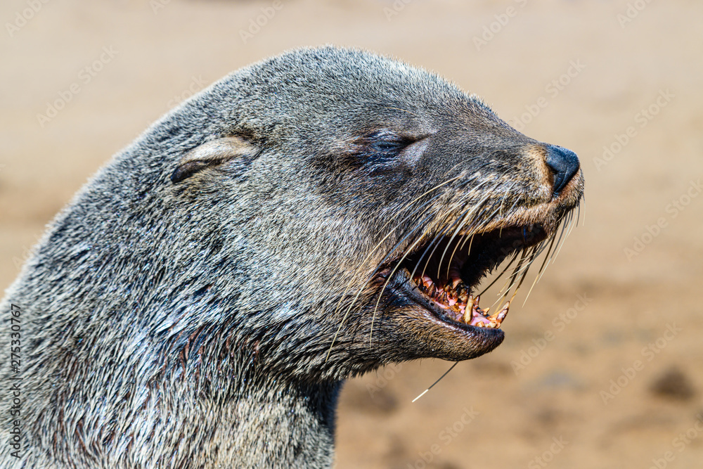 Foto de Cute seal at one of the largest colonies of Cape Fur Seals in ...
