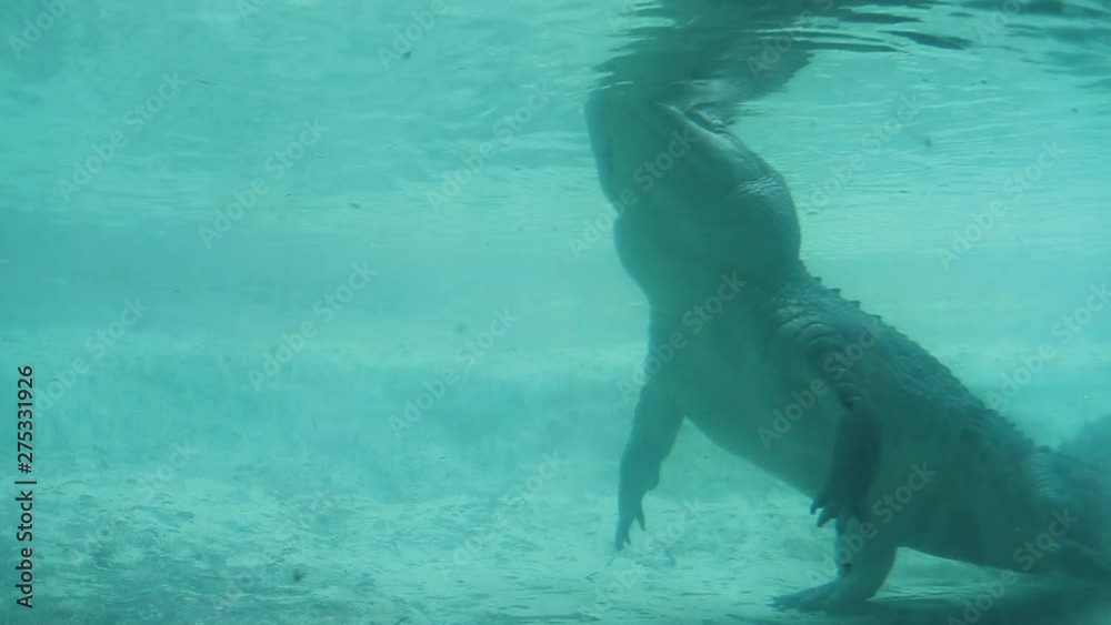 Close-up high-angle under-water still shot of a huge crocodile ...