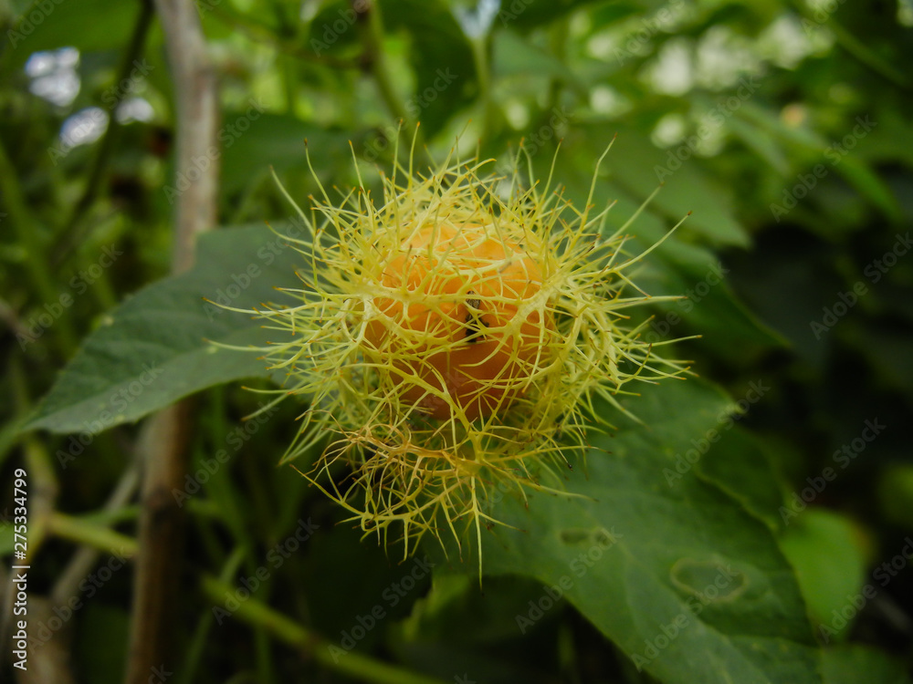 Passiflora foetida- stinking passion flower, love-in-a-mist,running pop ...
