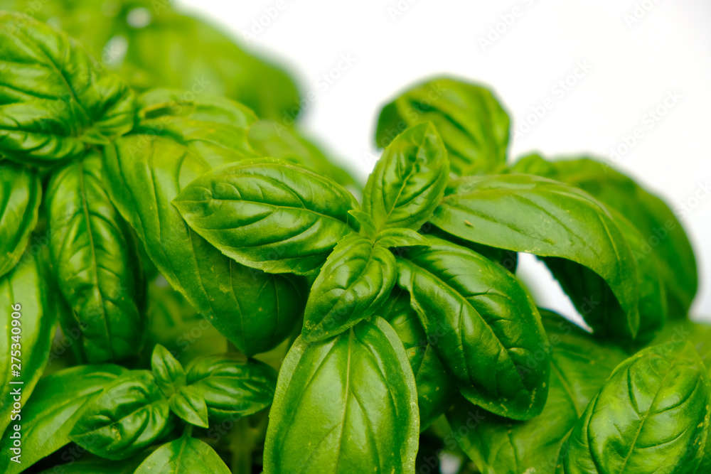 Pianta di Basilico Bio Stock Photo | Adobe Stock