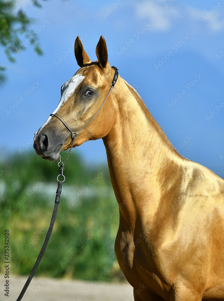 Palomino Akhal Teke