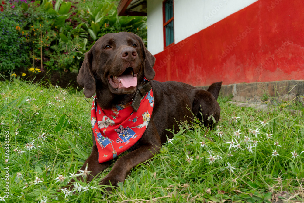 Foto de El labrador retriever es una raza canina originaria de ...