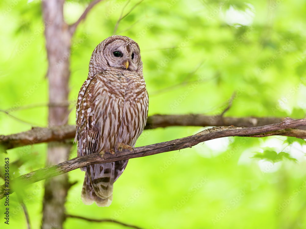 Barred Owl Sitting on Tree Branch on Green Background Stock Photo ...