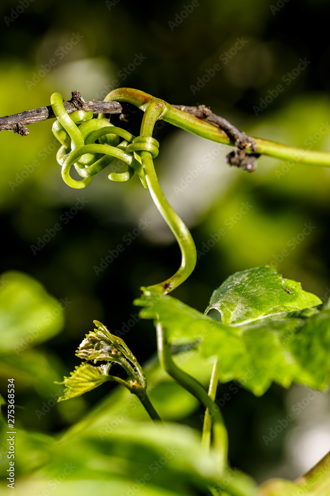 Linked branches. Vine invades the space of a plum tree, knotting its ...