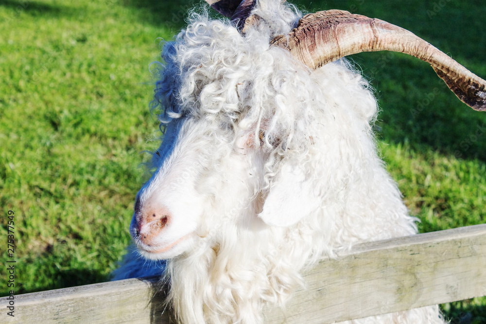 The Angora goat is a breed of domesticated goat, historically known as ...