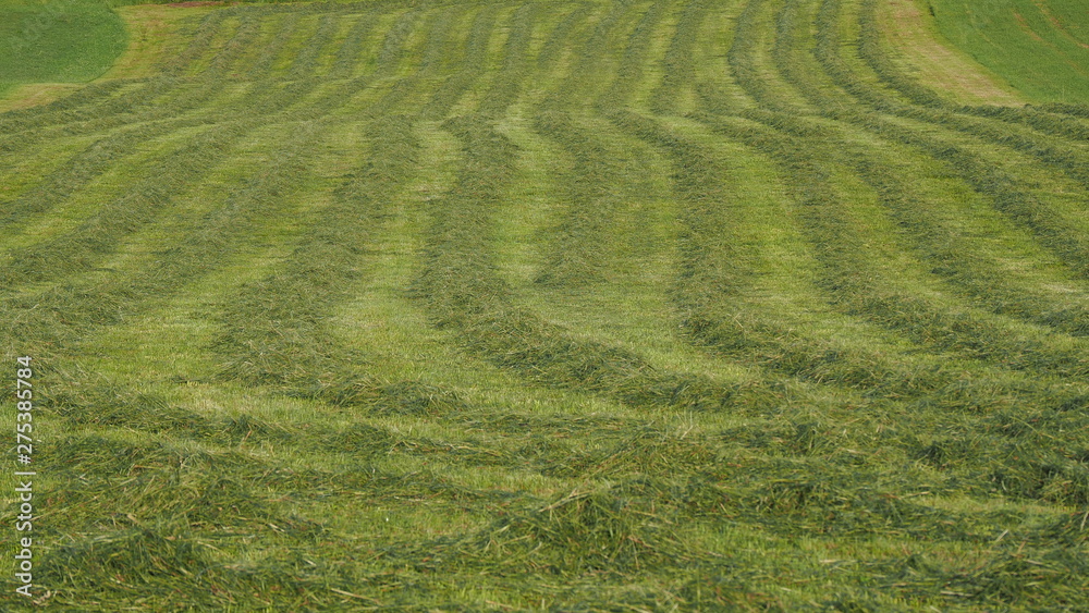 Green fields with grass and hay cut ready to be harvested. Hills in ...