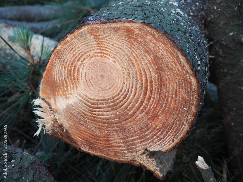 Freshly sawed pine log close-up in the forest. Wood round timber. Cut ...