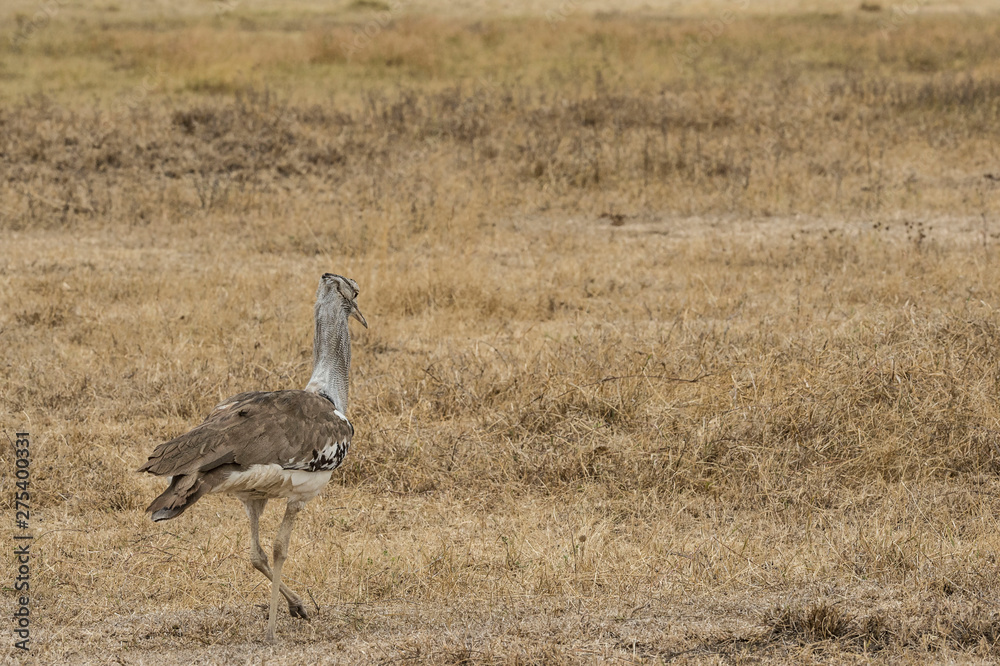 Kori Bustard Feathers