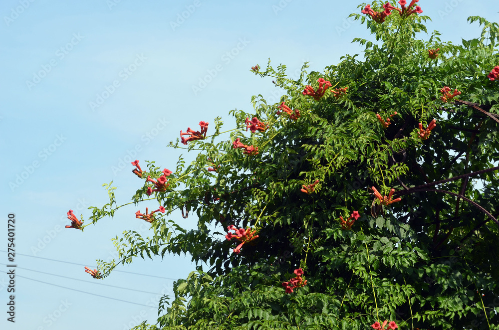 Campsis Tecoma radicans flower also known as trumpet vine trumpet ...