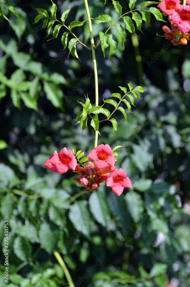 Campsis Tecoma radicans flower also known as trumpet vine trumpet ...