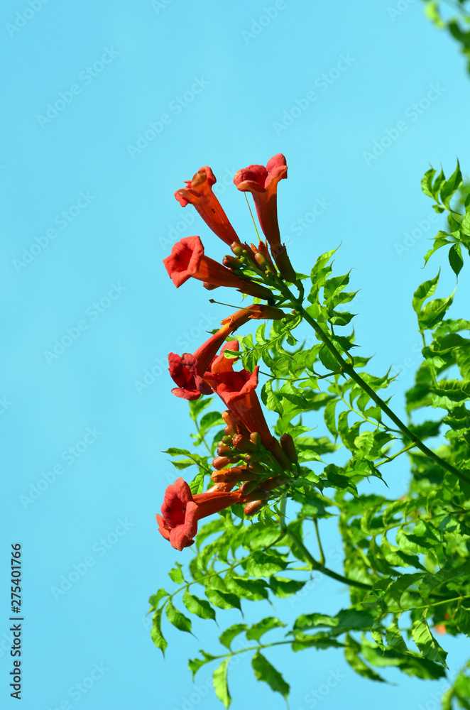Campsis Tecoma radicans flower also known as trumpet vine trumpet ...