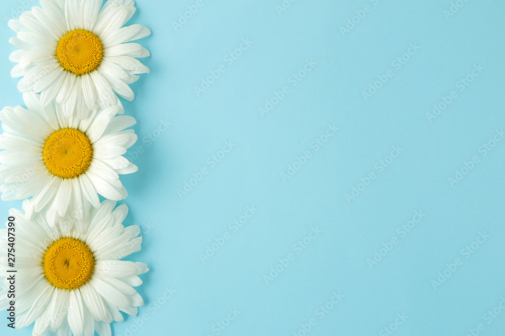 Light Blue Daisy Flower
