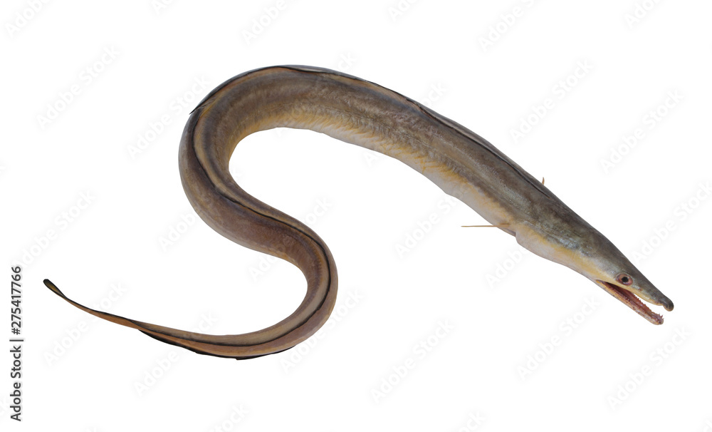 Indian pike conger or conger-pike eel isolated, congresox talabonoides ...