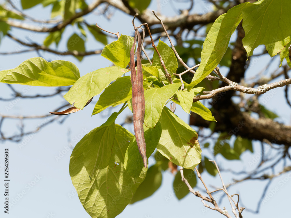 Rameaux garnis de grandes feuilles verticilles et de gousses du catalpa ...